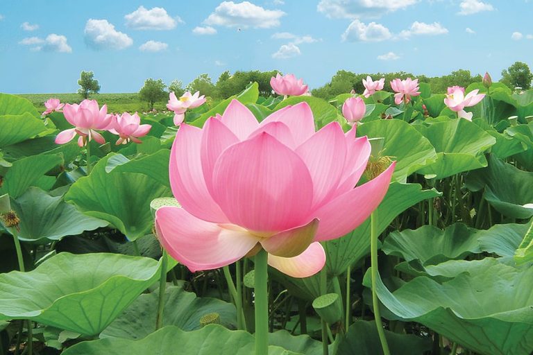 Spiritual Body Cultivation Leads to the Accomplishment of the Dharma ...